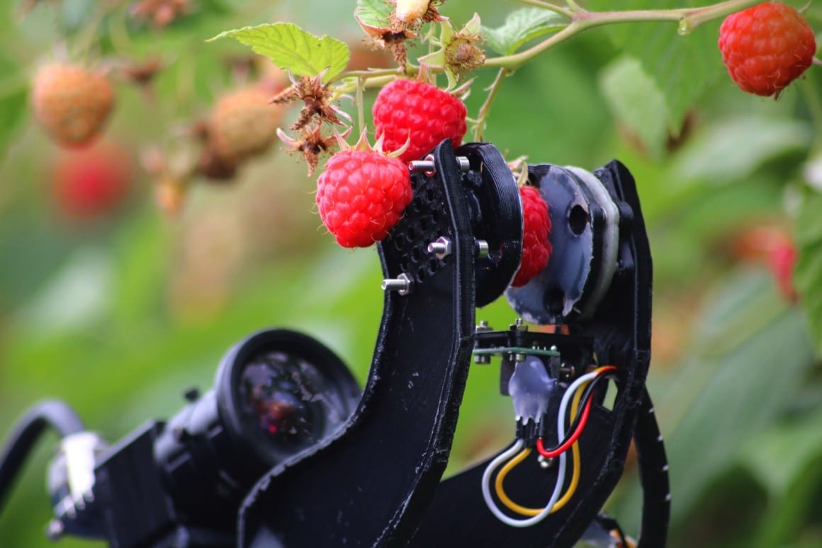 Raspberry-harvesting robot secures first equity funding | Robotics and ...