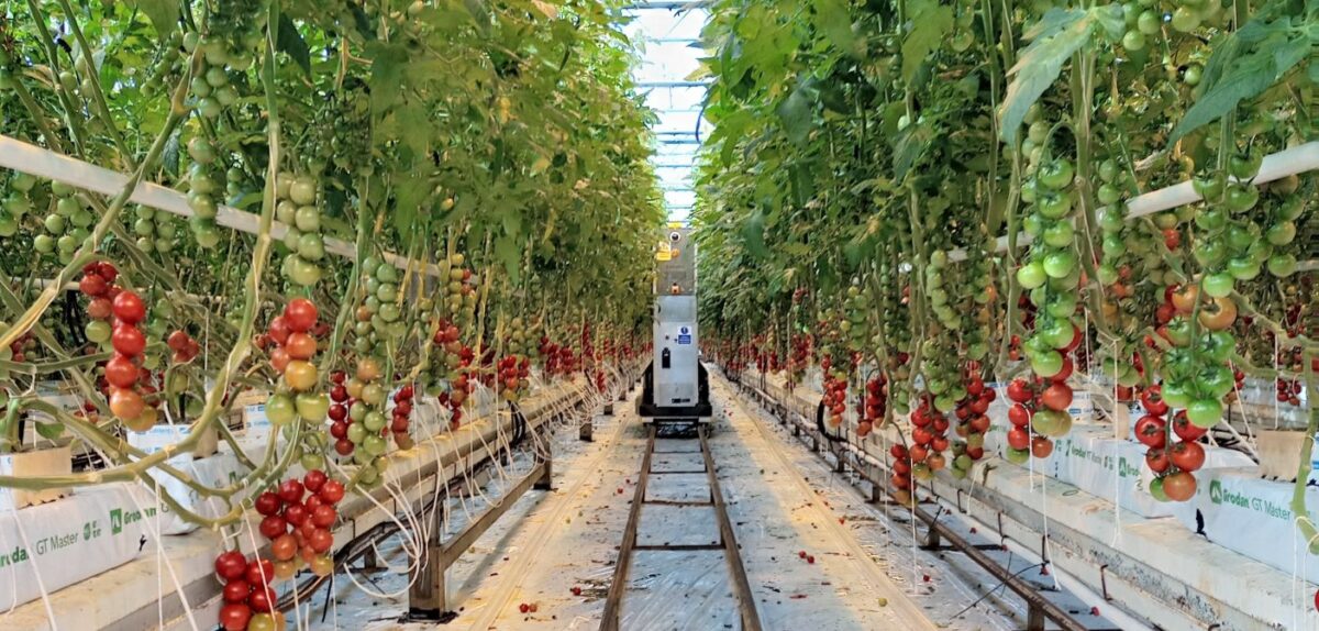 UK agri-tech company develops tomato harvesting robot | Robotics and ...