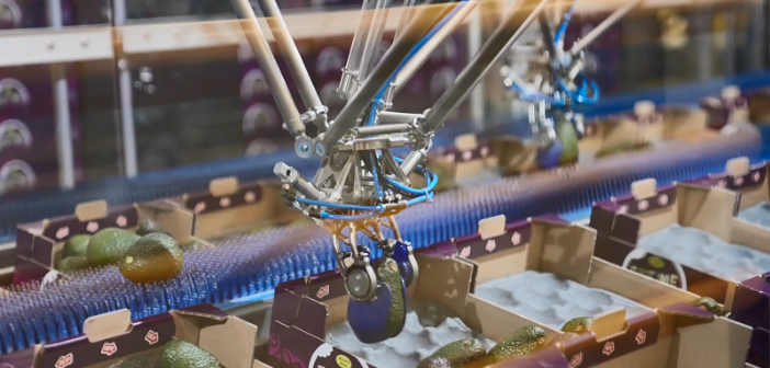 Nature’s Pride launches ‘world’s first’ avocado packing robot ...