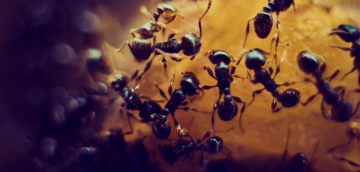 Robot helps reveal how ants pass on knowledge | Robotics and Automation