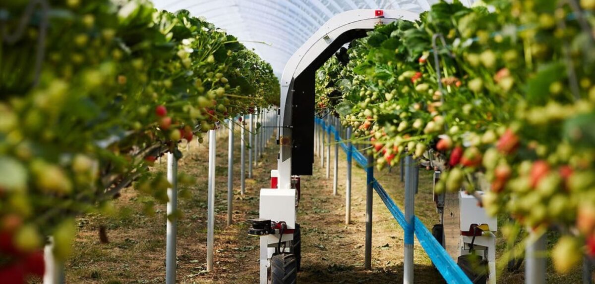 Saga Robotics reports 'biggest season yet' for fruit-picking robots ...