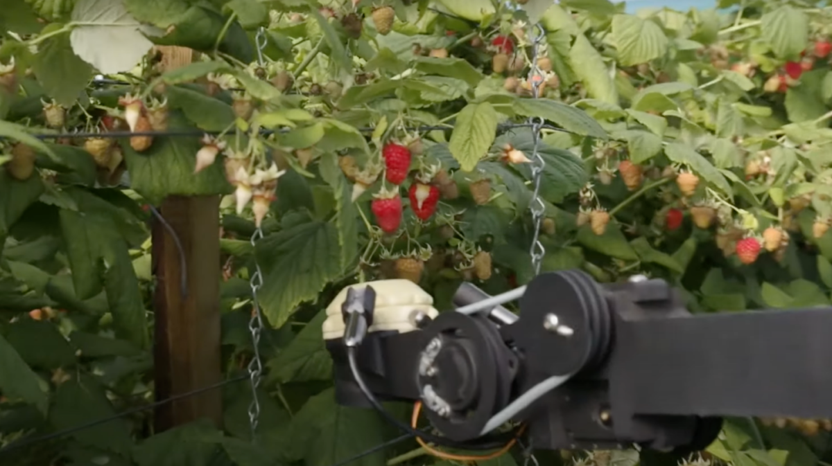 Fruit-picking robot developer receives £1.5m in new funding round ...