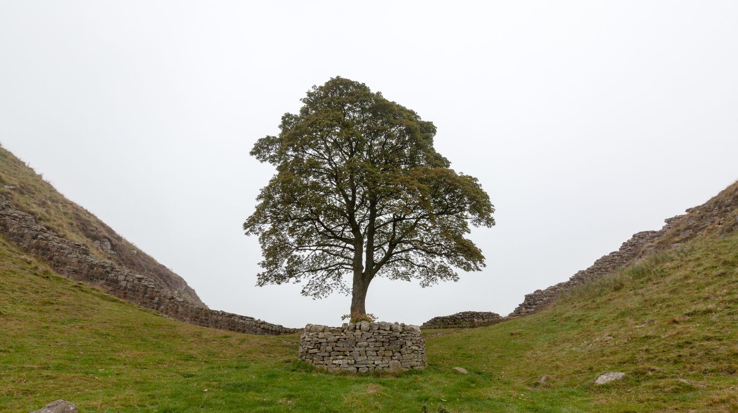 Automated farming system could be used to regrow Sycamore Gap Tree ...