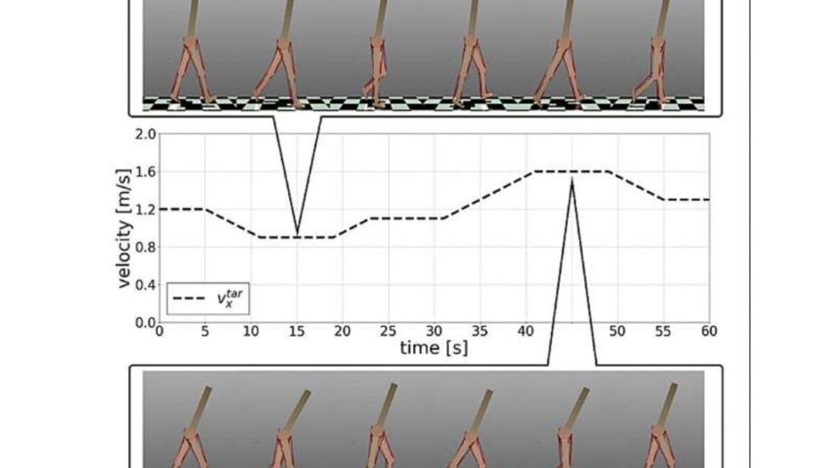 Robotic model mimics human walking patterns | Robotics and Automation