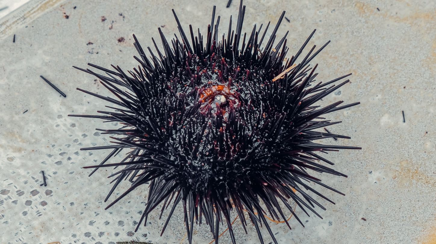 New approach to soft robotics inspired by ancient sea creatures ...