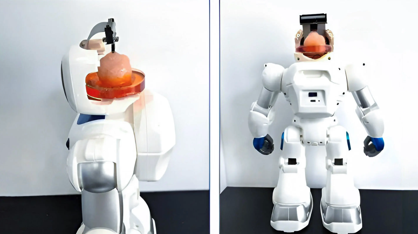 Chinese Scientists Build Robot Controlled By Human Brain Cells Robotics And Automation