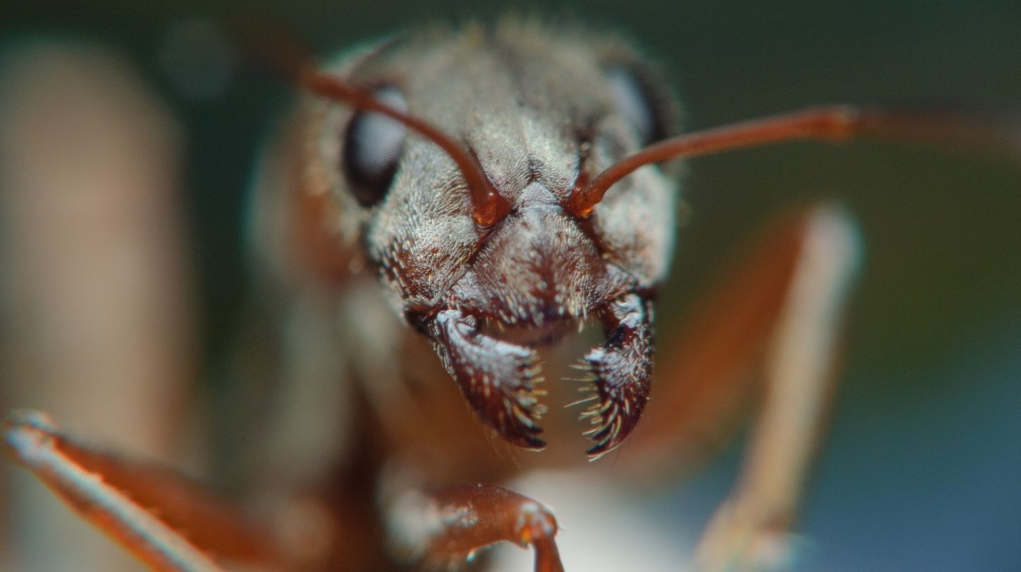 Robotic gripper inspired by ants' jaws could revolutionise industries ...
